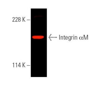 Integrin αM Antibody (A-8) | SCBT - Santa Cruz Biotechnology