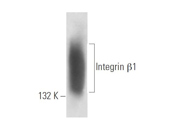 Integrin β1/ITGB1 Antibody (12G10) | SCBT - Santa Cruz Biotechnology