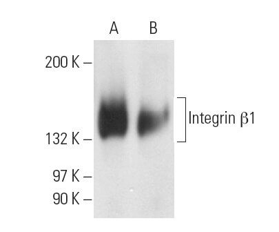 Integrin β1/ITGB1 Antibody (HMβ1-1) | SCBT - Santa Cruz Biotechnology