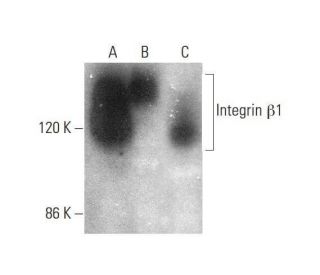 Integrin β1 Antibody (JB1B) - Western Blotting - Image 350720