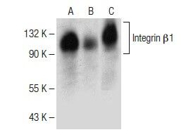 Integrin β1 Antibody (M-106) | SCBT - Santa Cruz Biotechnology