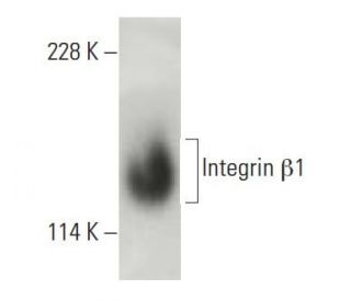 Integrin β1 Antibody (TS2/16) - Western Blotting - Image 396423