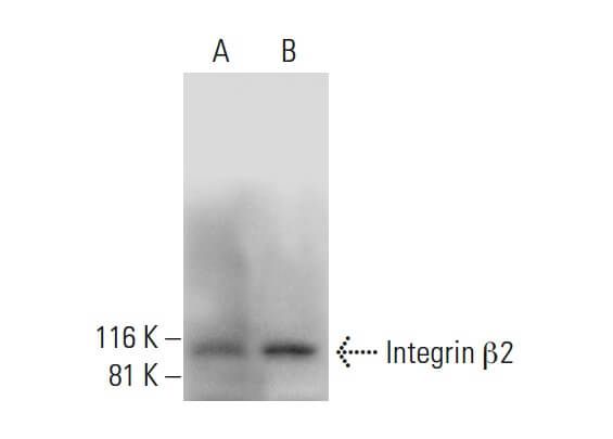 Integrin β2/ITGB2/CD18抗体 (H-7) | SCBT - Santa Cruz Biotechnology