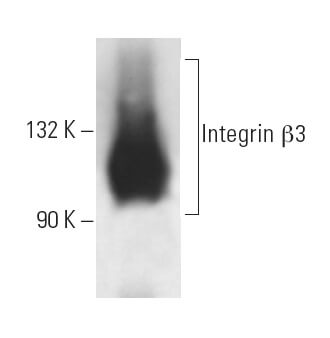 Integrin β3/ITGB3/CD61 Antibody (B-7) | SCBT - Santa Cruz Biotechnology