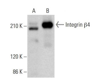 Integrin β4 Antibody (B-7) - Western Blotting - Image 379252