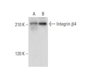 Integrin β4 Antibody (C-20) | SCBT - Santa Cruz Biotechnology