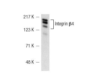 Anti-Integrin β4/ITGB4/CD104 Antibody (G-7) | SCBT - Santa Cruz Biotechnology