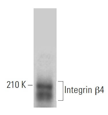 Anti-Integrin β4/ITGB4/CD104 Antibody (G-7) | SCBT - Santa Cruz Biotechnology