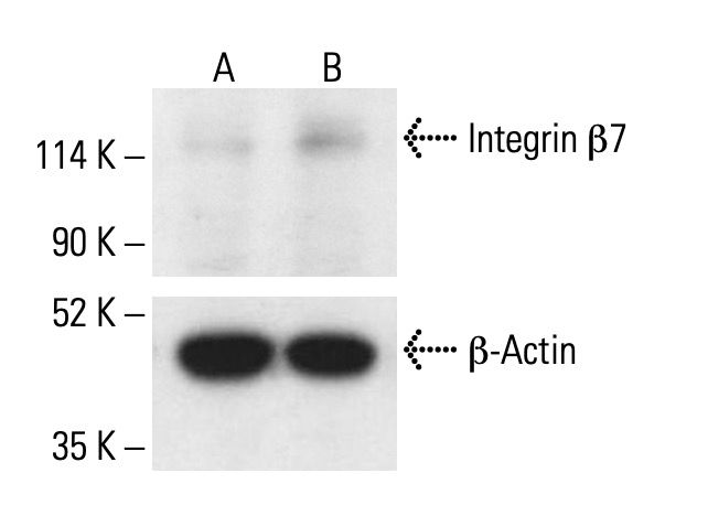 Integrin β7/ITGB7 Antibody (LS722) | SCBT - Santa Cruz Biotechnology