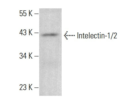 Intelectin-1/2 Antibody (3G1B3) | SCBT - Santa Cruz Biotechnology