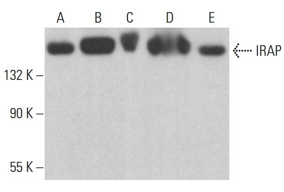 IRAP Antibody (E-12) | SCBT - Santa Cruz Biotechnology