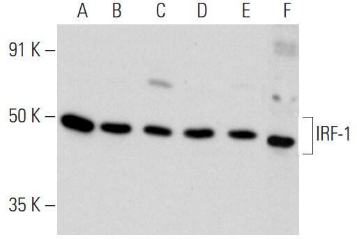 IRF-1 Antibody (F-2) | SCBT - Santa Cruz Biotechnology