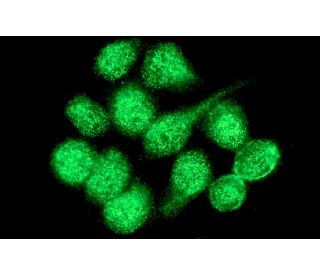 IRF-3 Antibody (SL-12) - Immunofluorescence - Image 12106