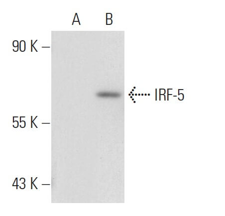 Anti-IRF-5 Antibody (10T1) | SCBT - Santa Cruz Biotechnology