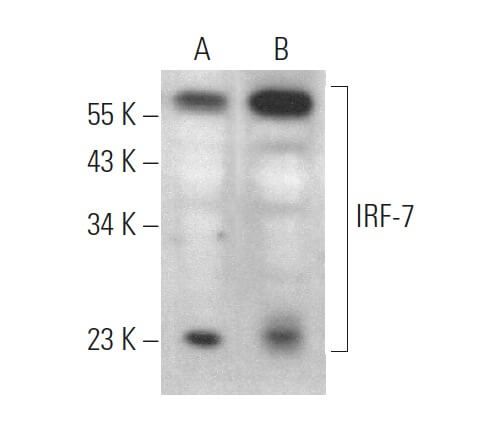 IRF-7 Antibody (F-1) | SCBT - Santa Cruz Biotechnology