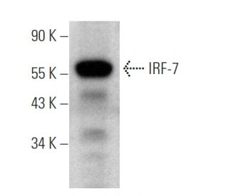 IRF-7 Antibody (G-8) - Western Blotting - Image 375099