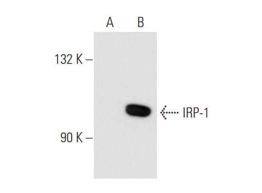 IRP-1抗体 (E-12) | SCBT - Santa Cruz Biotechnology