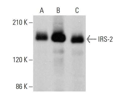 IRS-2 Antibody (B-5) | SCBT - Santa Cruz Biotechnology