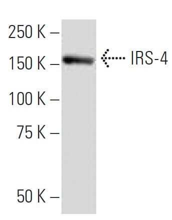 IRS-4 Antibody (RI-7) | SCBT - Santa Cruz Biotechnology