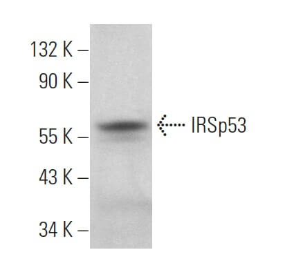 IRSp53 Antibody (46) | SCBT - Santa Cruz Biotechnology