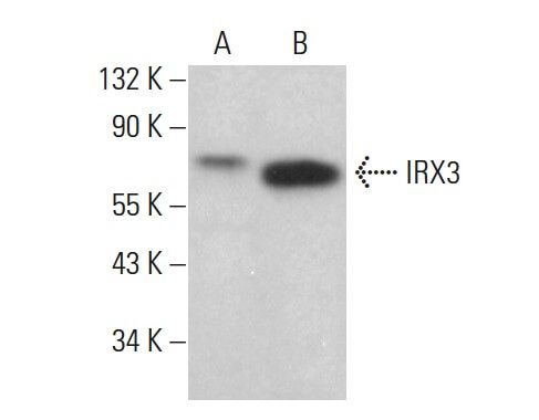 IRX3 Antibody (F-8) | SCBT - Santa Cruz Biotechnology