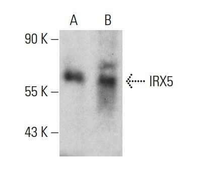IRX5 Antibody (IRX5C10G5) | SCBT - Santa Cruz Biotechnology