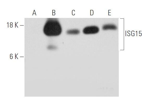 ISG15 Antibody (A-4) | SCBT - Santa Cruz Biotechnology