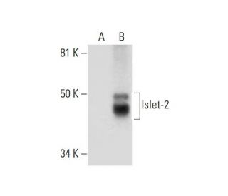 Islet-2 Antibody (A-1) - Western Blotting - Image 289633