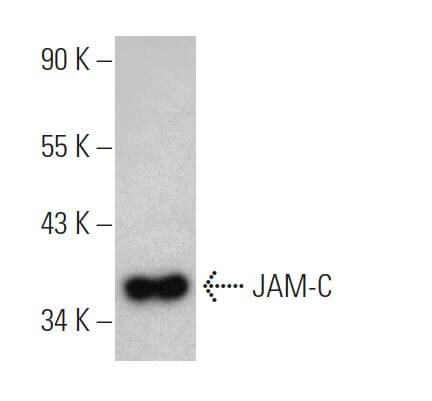 JAM-C Antibody (A-4) | SCBT - Santa Cruz Biotechnology