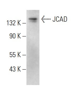 JCAD Antibody (F-7) | SCBT - Santa Cruz Biotechnology