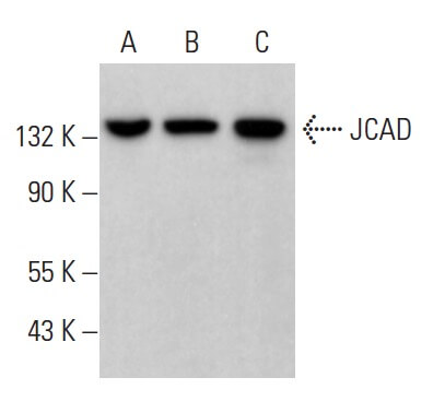 JCAD Antibody (F-7) | SCBT - Santa Cruz Biotechnology