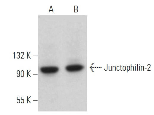 Junctophilin-2 Antibody (B-6) | SCBT - Santa Cruz Biotechnology