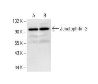Junctophilin-2 Antibody (H-3) - Western Blotting - Image 301320
