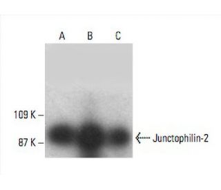 Junctophilin-2 Antibody (H-3) - Western Blotting - Image 393076
