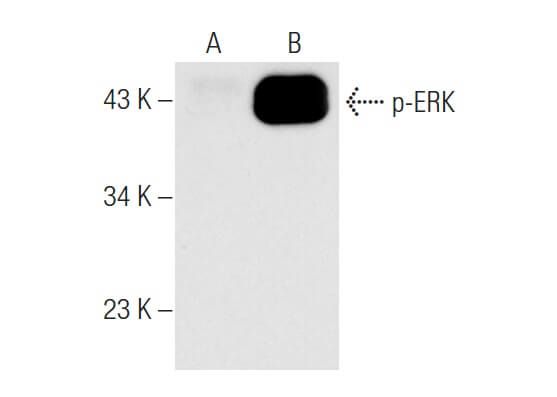 Jurkat + PMA Cell Lysate | SCBT - Santa Cruz Biotechnology