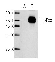 Jurkat + PMA nuclear extract | SCBT - Santa Cruz Biotechnology