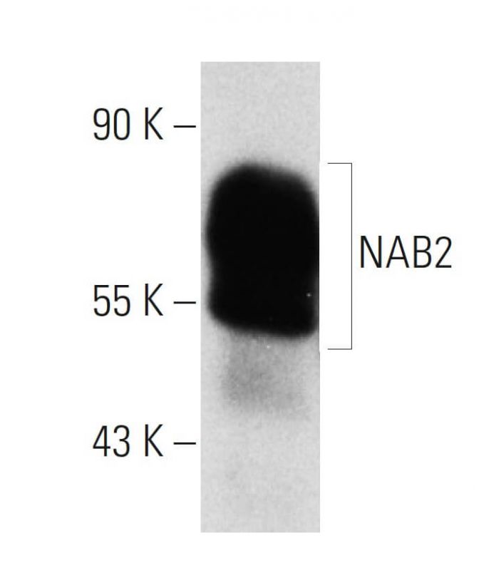 K-562 + PMA nuclear extract | SCBT - Santa Cruz Biotechnology