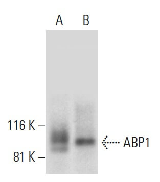 ABP1 Antibody (F-9) | SCBT - Santa Cruz Biotechnology