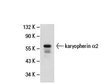 karyopherin α2抗体 (1A6) | SCBT - Santa Cruz Biotechnology