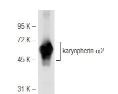 karyopherin α2 Antibody (2G7) | SCBT - Santa Cruz Biotechnology