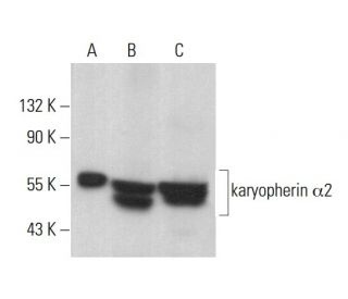karyopherin α2 Antibody (B-9) - Western Blotting - Image 376929