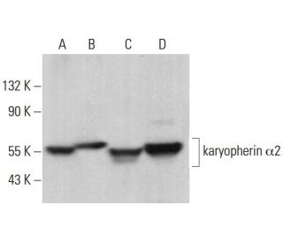 karyopherin α2 Antibody (G-11) - Western Blotting - Image 376928