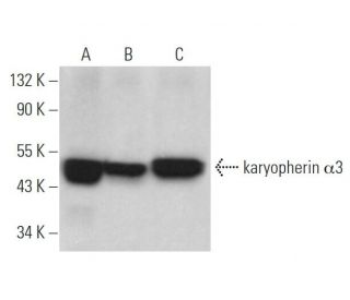 karyopherin α3 Antibody (B-1) - Western Blotting - Image 371721