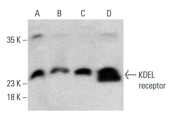 Anti-KDEL receptor Antibody (KR-10) | SCBT - Santa Cruz Biotechnology