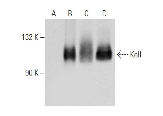 Anti-Kell Antibody (C-10) | SCBT - Santa Cruz Biotechnology