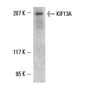 SCBT - Santa Cruz Biotechnology