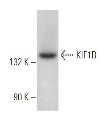 KIF1B Antibody (E-12) | SCBT - Santa Cruz Biotechnology