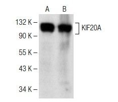 KIF20A Antibody (D-3) | SCBT - Santa Cruz Biotechnology