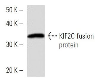KIF2C Antibody (2488C3a) - Western Blotting - Image 16913