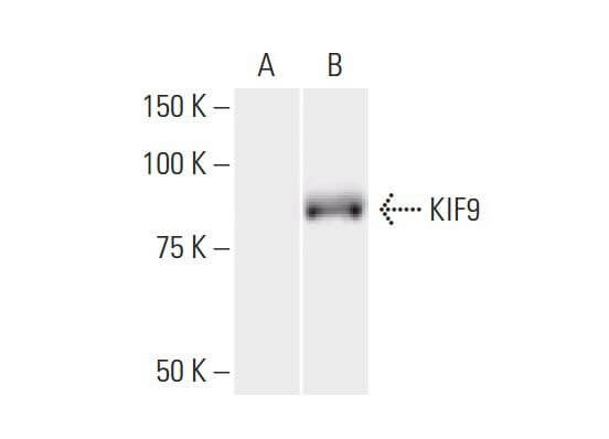 Anti-KIF9 Antibody (4E9) | SCBT - Santa Cruz Biotechnology